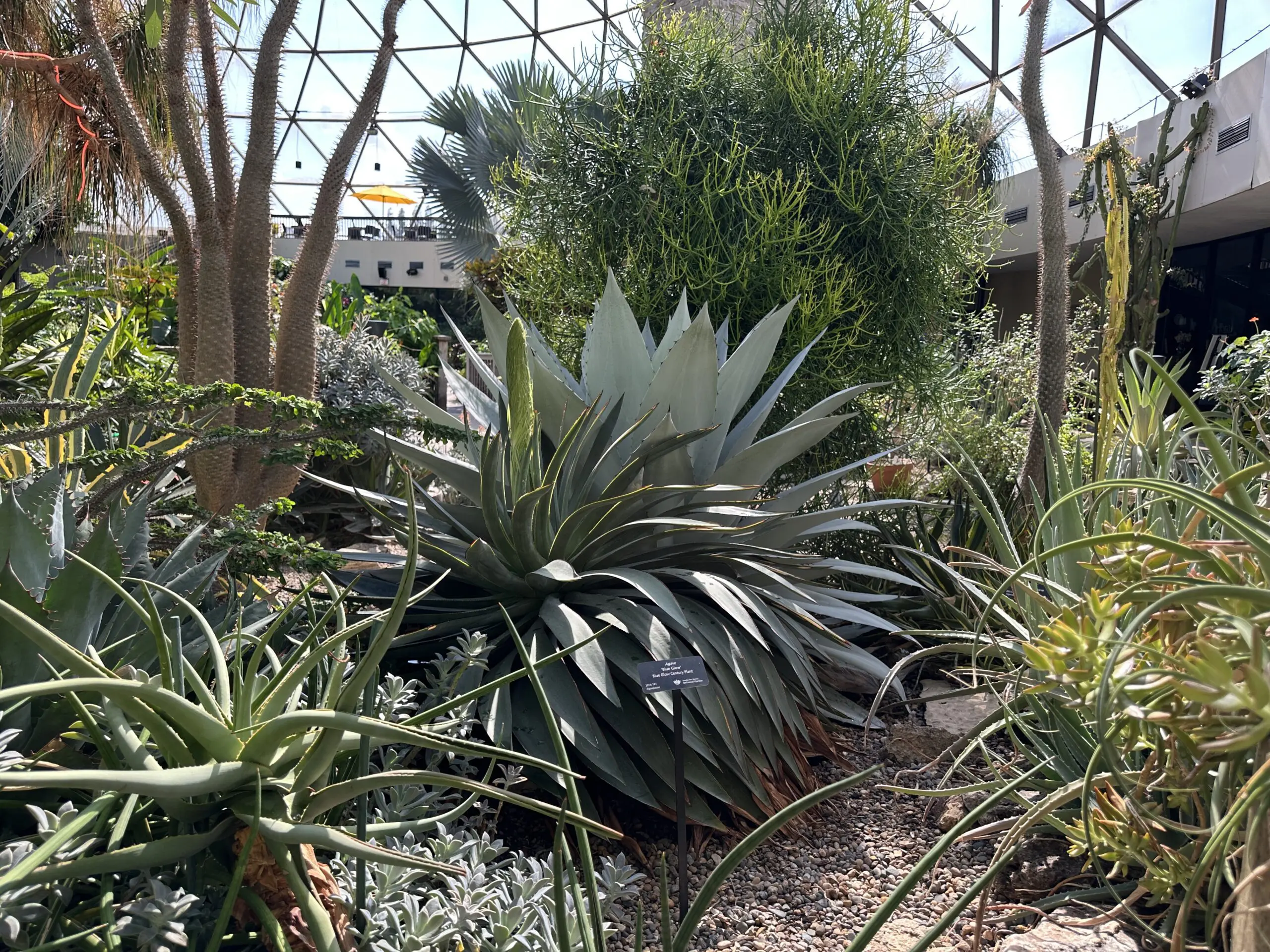 New Death Bloom at the BOOtanical Garden - Greater Des Moines Botanical ...