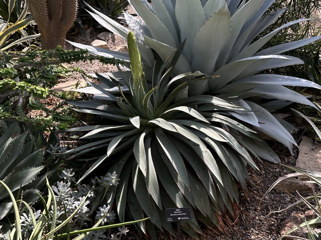 New Death Bloom at the BOOtanical Garden - Greater Des Moines Botanical ...