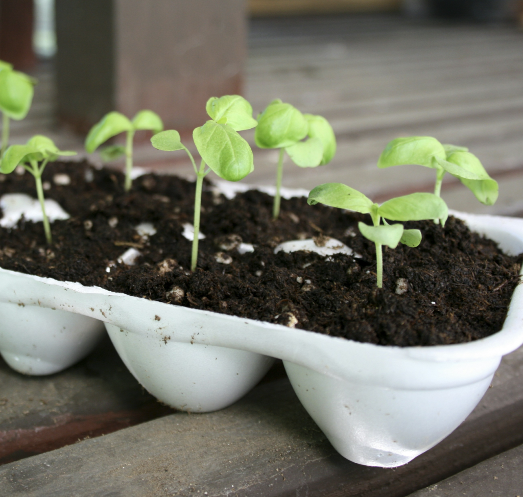 How to Plant Veggie Seeds in Recycled Containers - Greater Des Moines ...